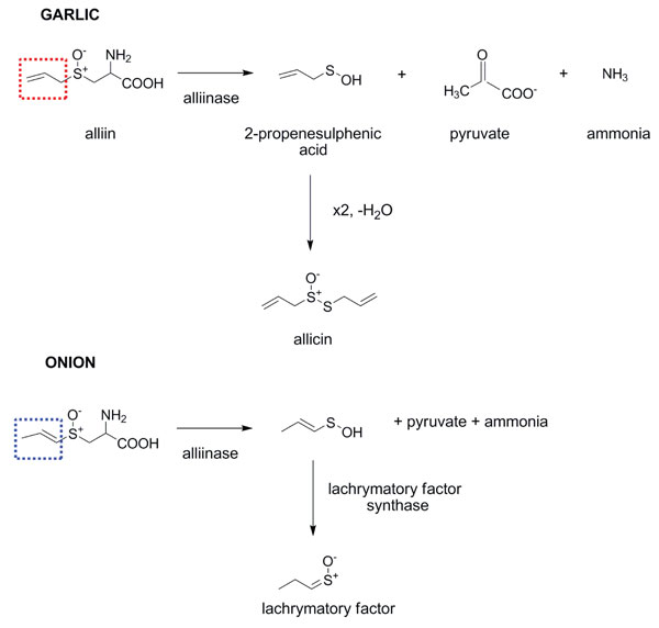 Knowing your Alliums