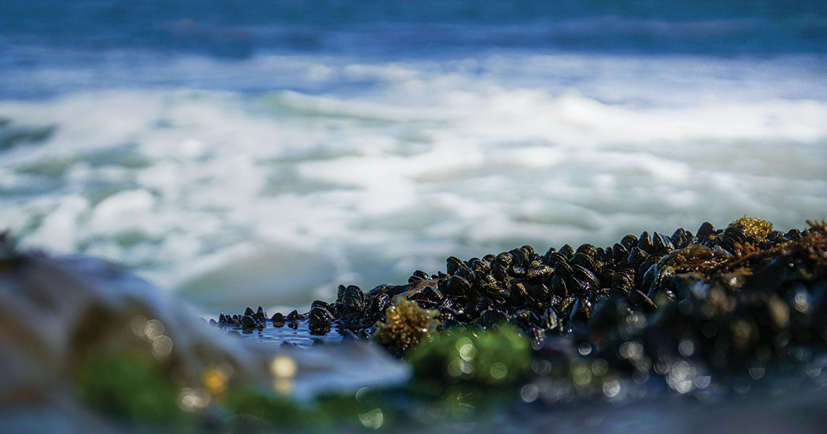 SCI - C&I Issue 1 2022 - Feature: Mussel power