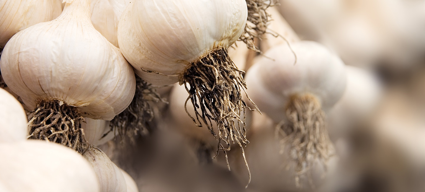 SCI - C&I Issue 9 2023 - Garlic roots: a green solution for carbon capture