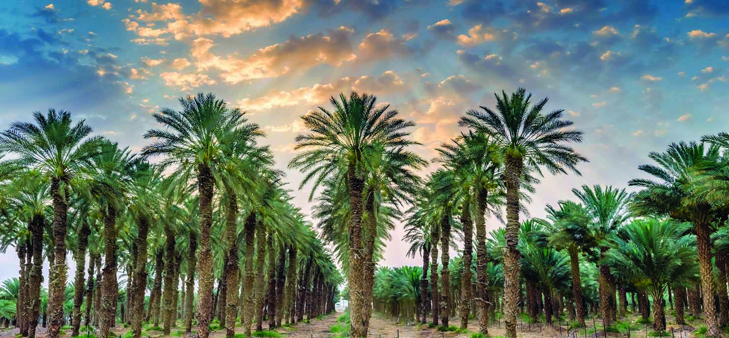 SCI Journal Highlight: A pathway to green hydrogen with date palm waste