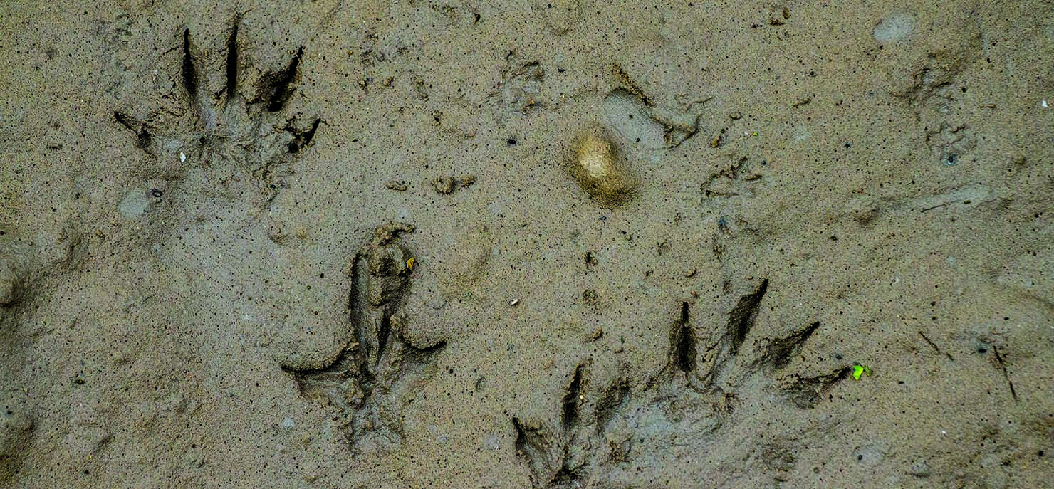 SCI journal highlights: Inky footprints and machine learning help ...