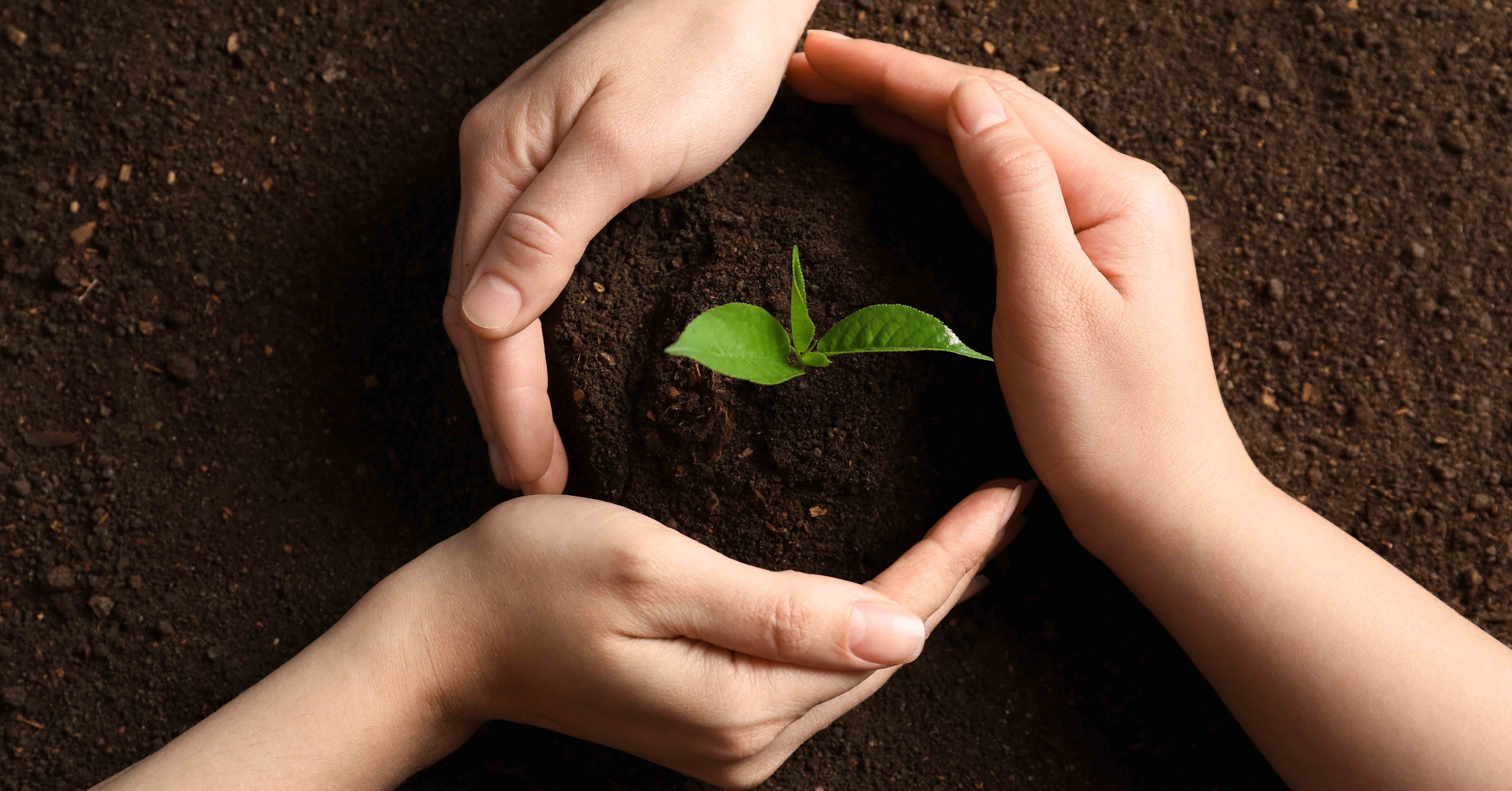 Soil Resources In The UK Overlooked And Undervalued 