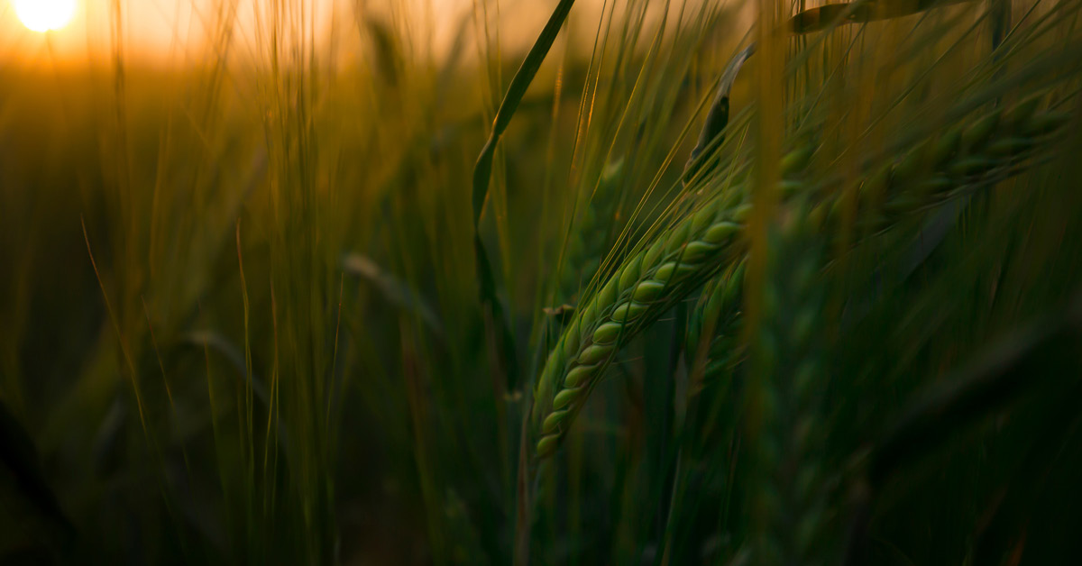 Plant derived biostimulants for crop growth and protection