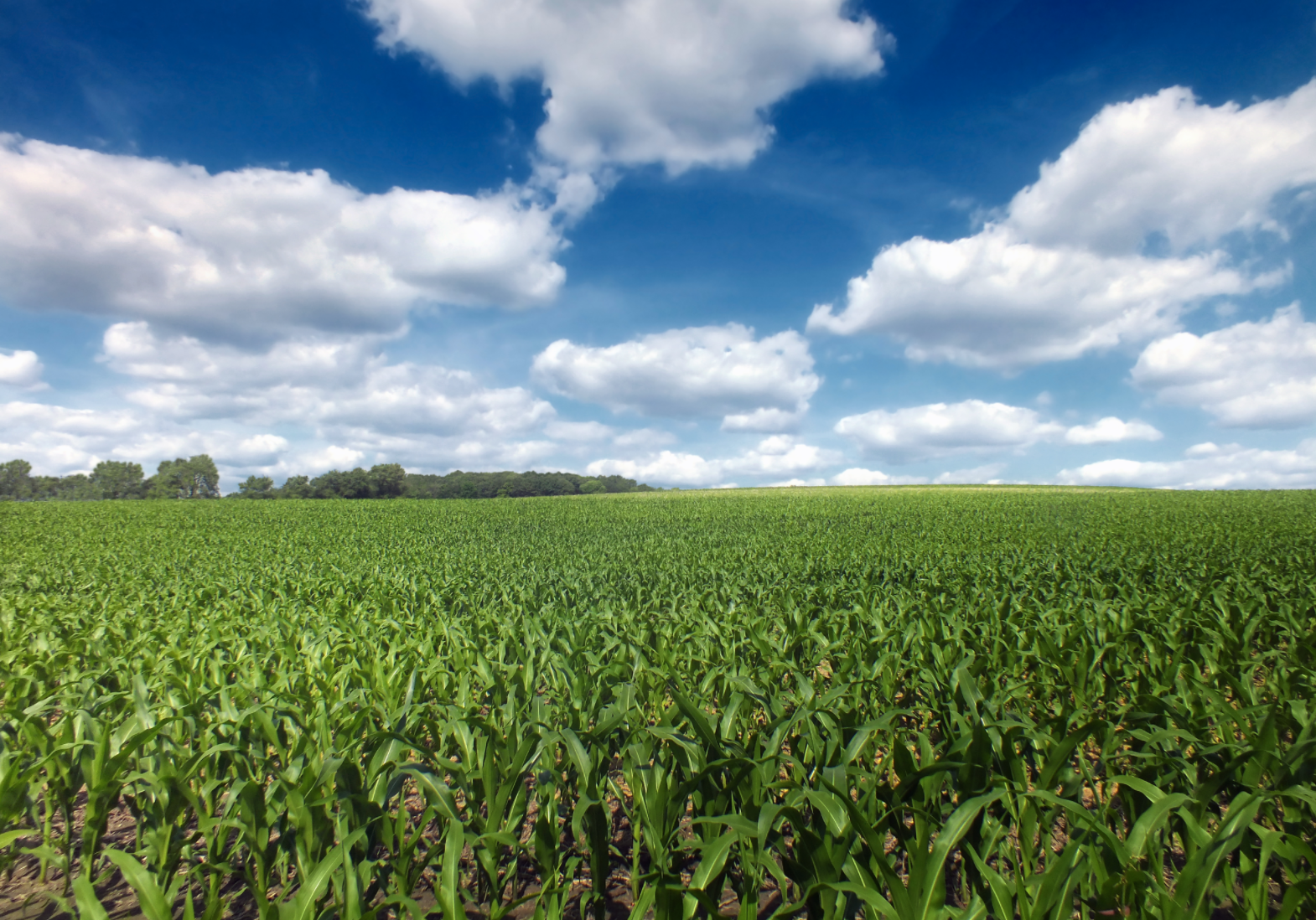 Gene silencing: RNAi technology in crop production Gene silencing: RNAi technology in crop production