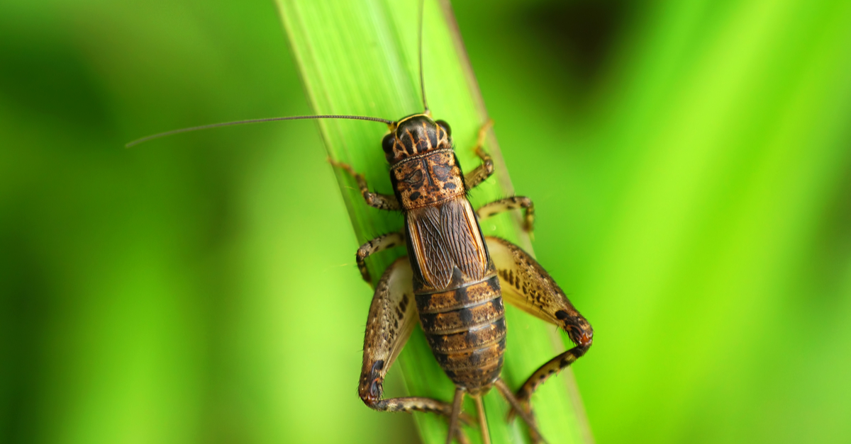 Launching a world first, Finland’s Fazer uses house crickets to enrich ...