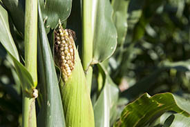 Transgenic maize produces kernels during drought