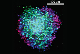 3D cell aggregates could improve accuracy of drug screening