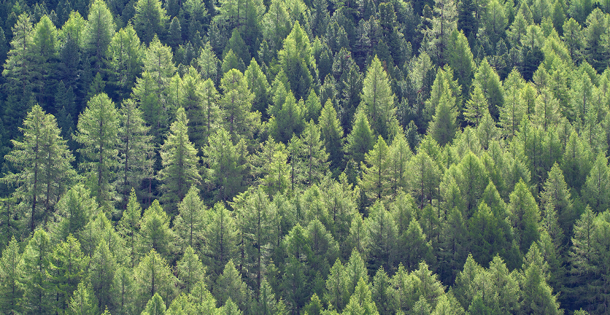 Principles for the bioeconomy recovery