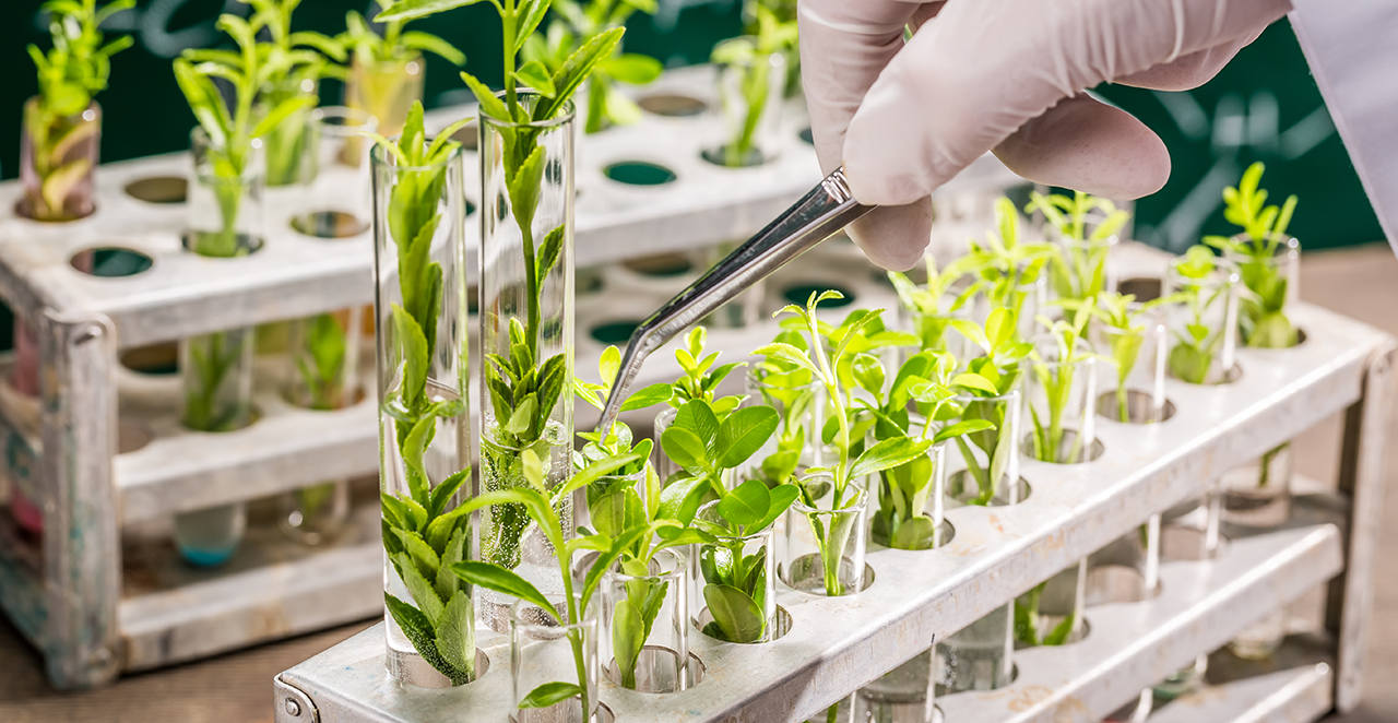 Plant breeders press for upgraded Intellectual Property laws