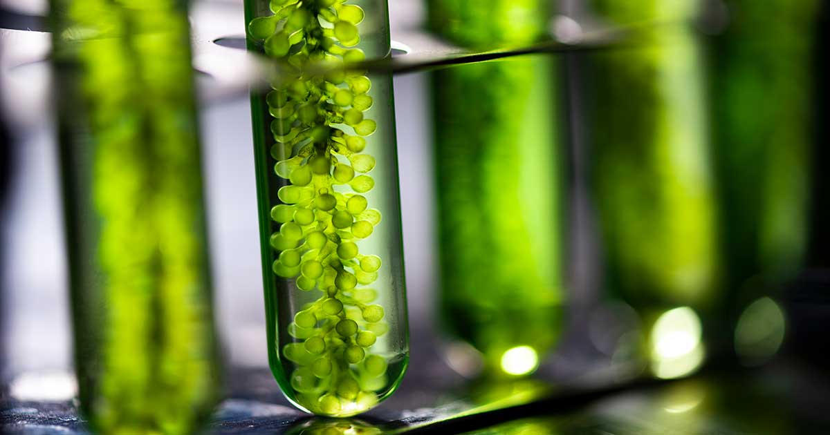 On the path to a sustainable EU algae sector