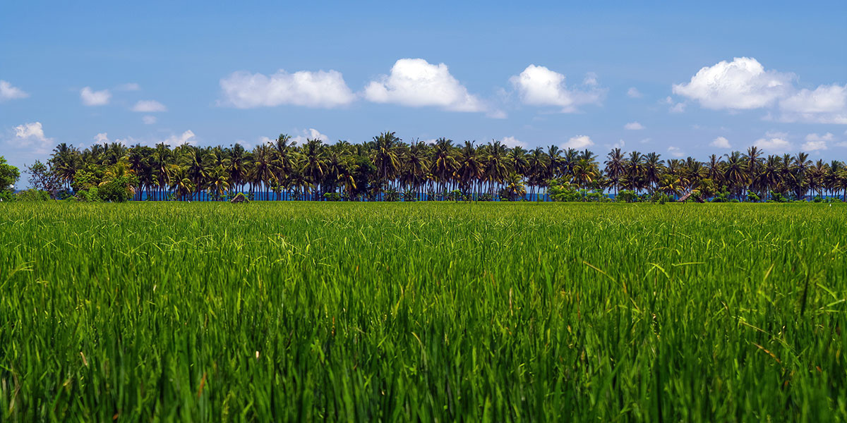 SCI news - Platform elevates the sustainability of rice