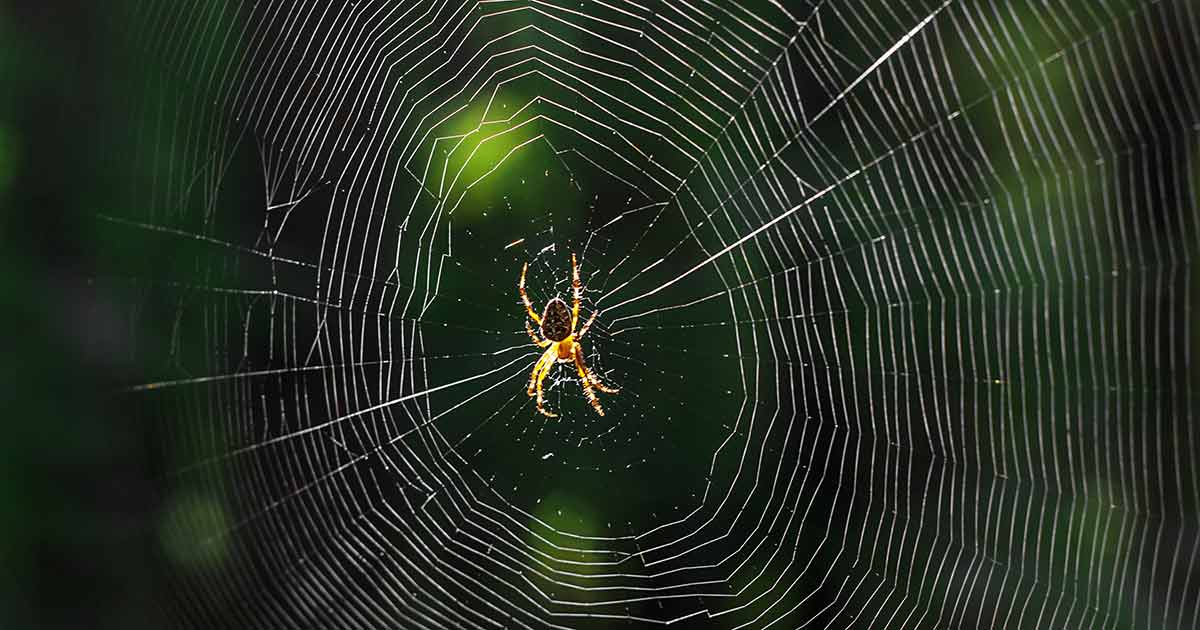 Society of Chemical Industry - Spider silk inspires new sustainable ...