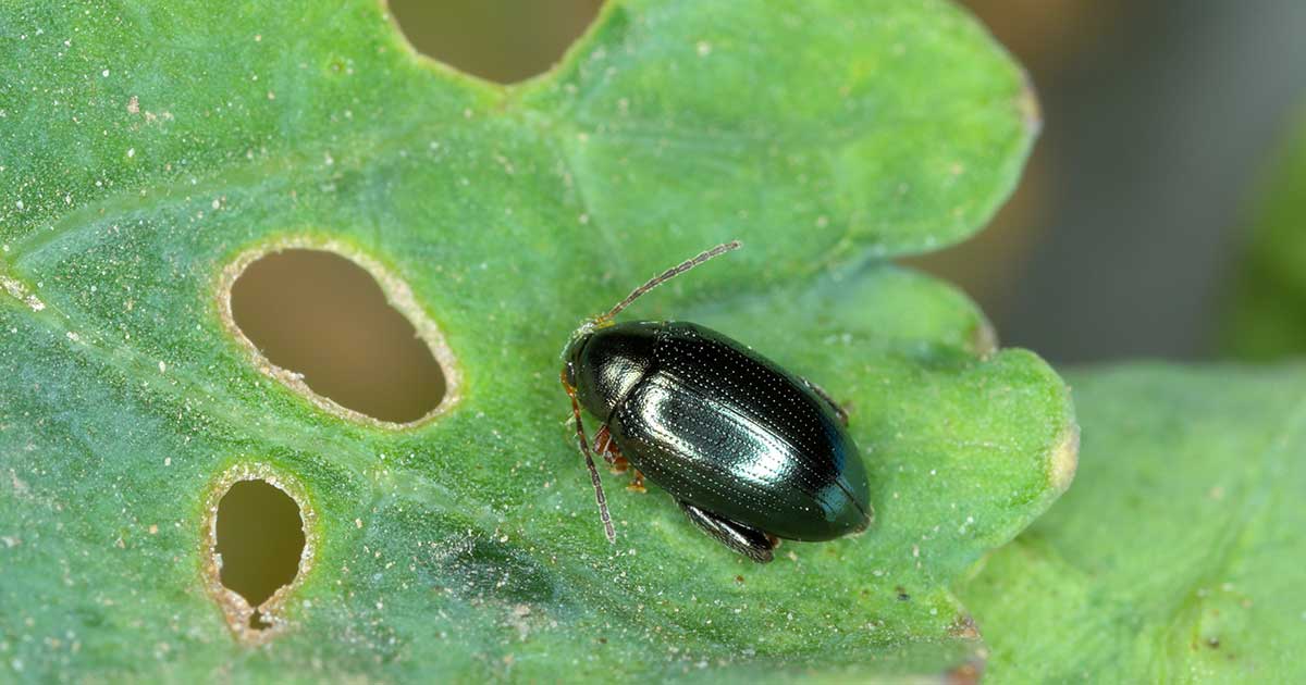 Funding to combat cabbage stem flea beetle