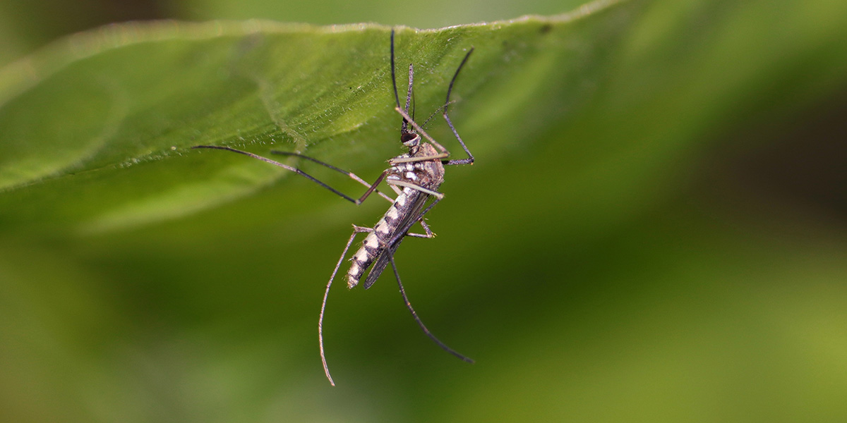 SCI News - Gene editing shows promise for tackling mosquitoes
