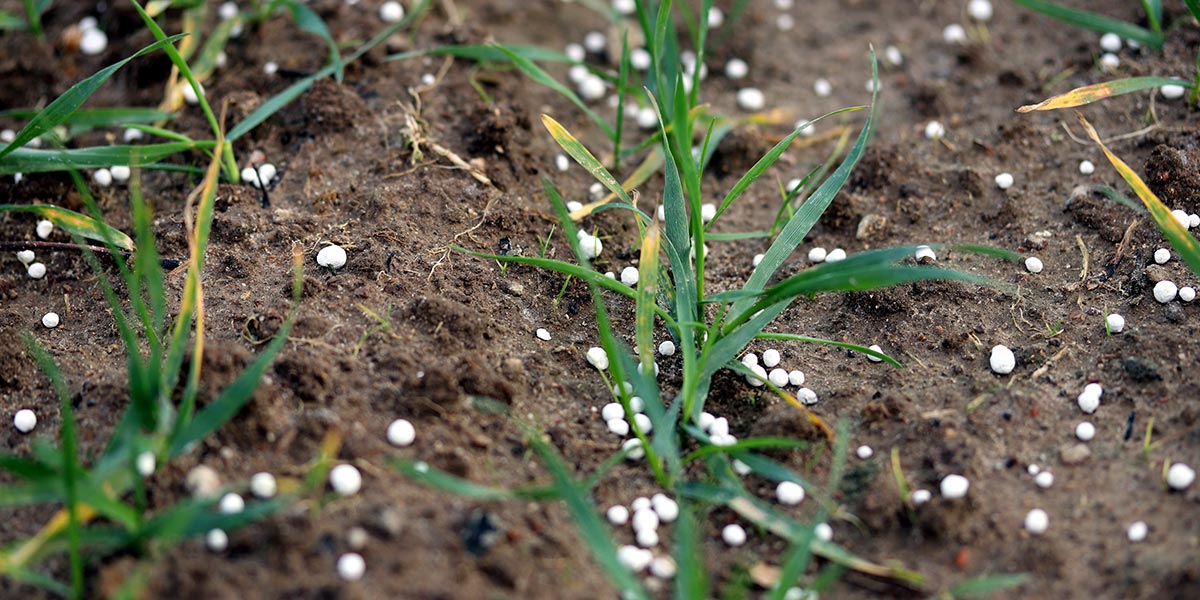 SCI News - Australian Research Council opens ‘smart’ fertiliser ...