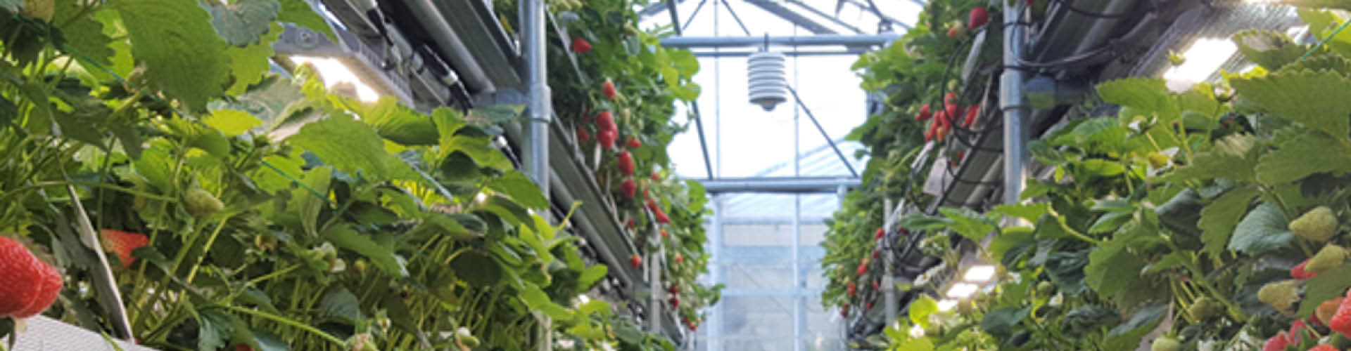 SCI - Event: Horticulture at The University of Reading