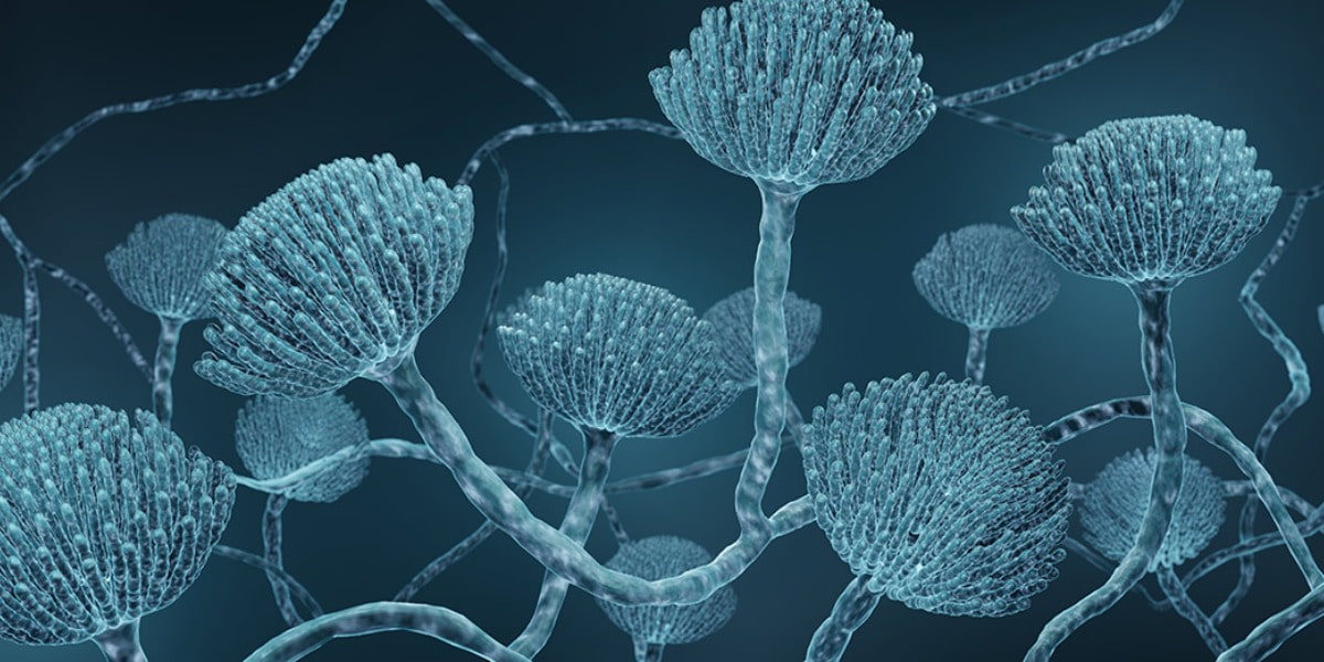 SCI News - WHO sets out first ever list of fungal pathogens of concern