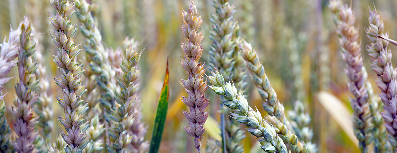 SCI News - New research finds harmful fungi fusarium mycotoxins present ...
