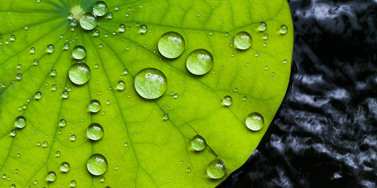 SCI News - Lotus leaf inspires new bioplastic