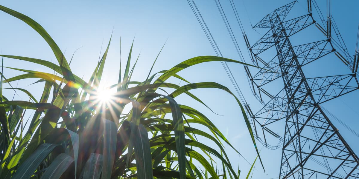 SCI News - The US provides $178 million in funding to advance bioenergy ...