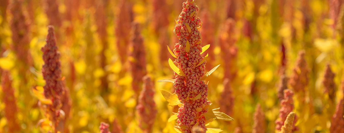 SCI News - Viewpoint: How quinoa exemplifies the ethical challenges of ...