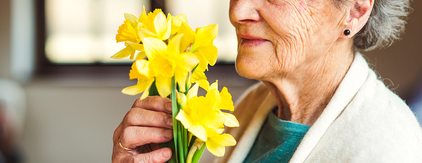 Alzheimer’s drugs made from Welsh daffodils