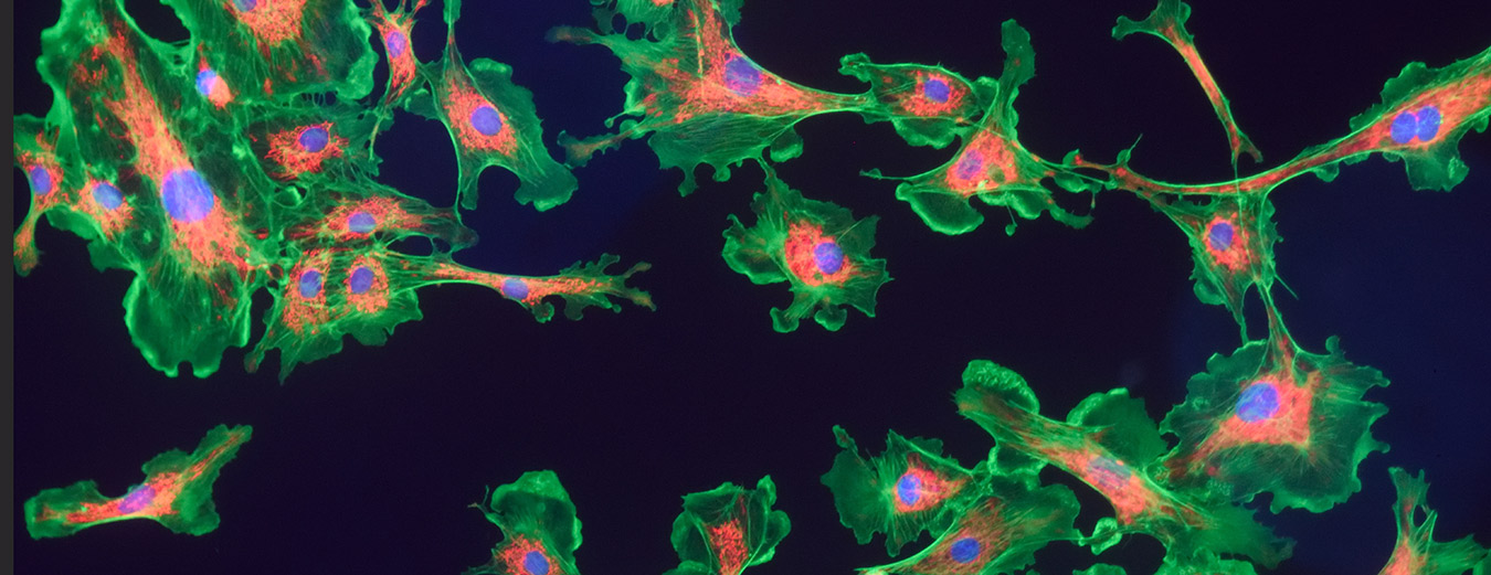 SCI News - Single molecule could hold the key to tackling obesity ...