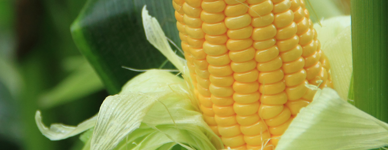 The laser scarecrows making starlings ‘see red‘