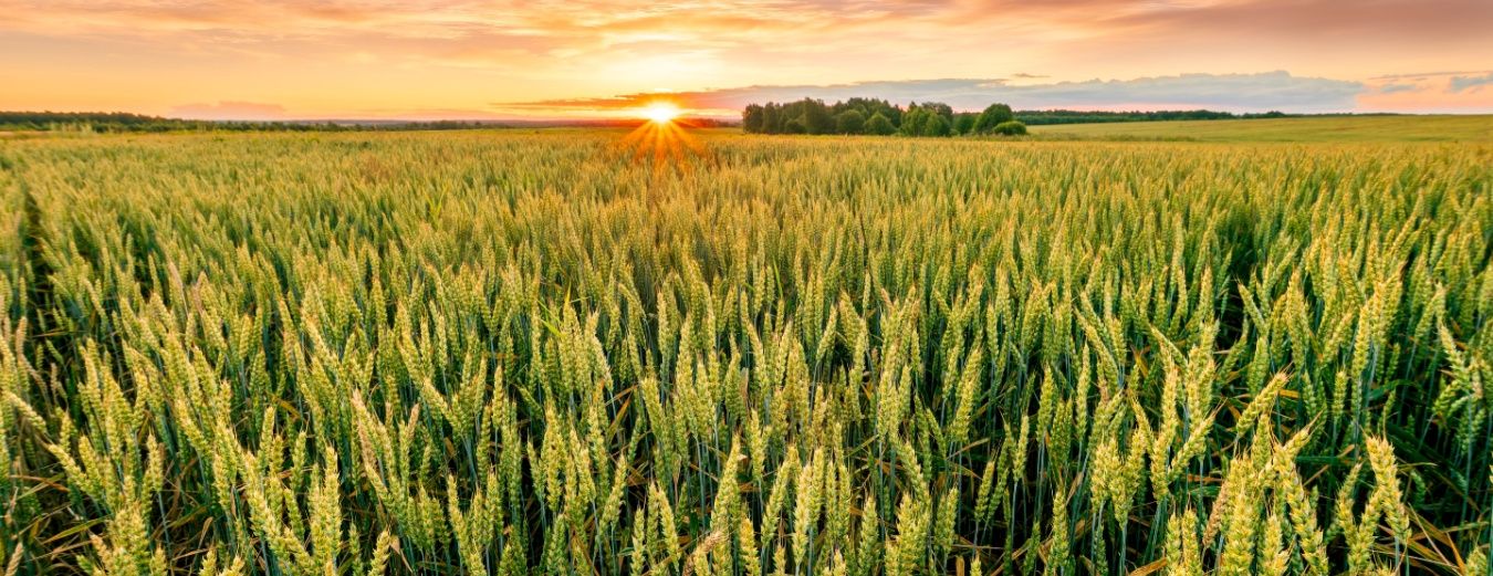 Why climate change is increasing our risk of exposure to mycotoxins