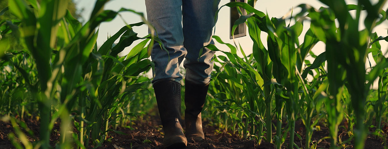 Plant science: Precision breeding takes another step forwards