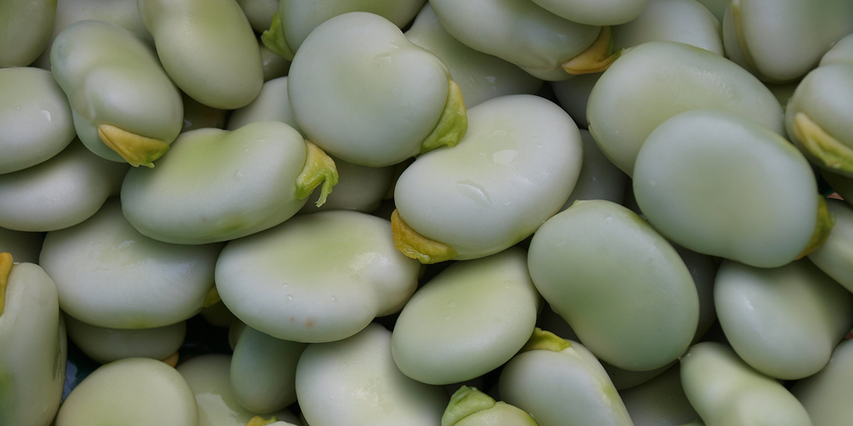 SCIblog - Broad beans – a gardener’s friend