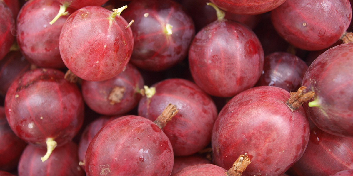 SCIblog How to plant luscious soft fruits