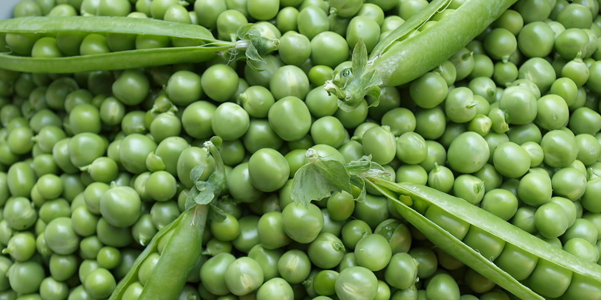 SCIblog - Peas please