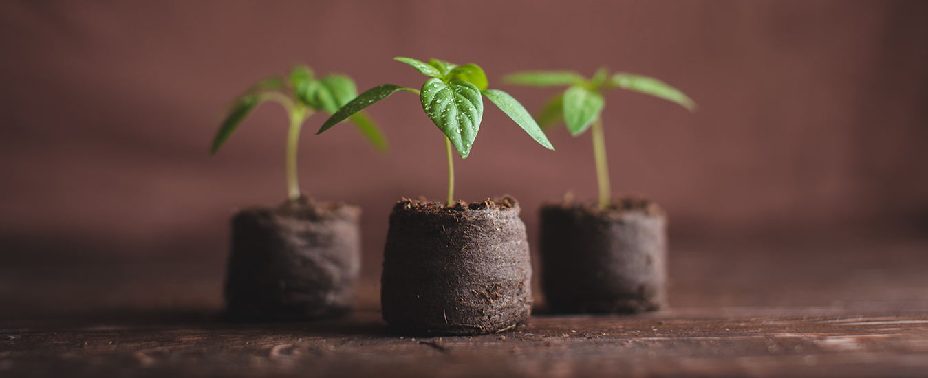 SCIBlog - Composts – the vital formulae