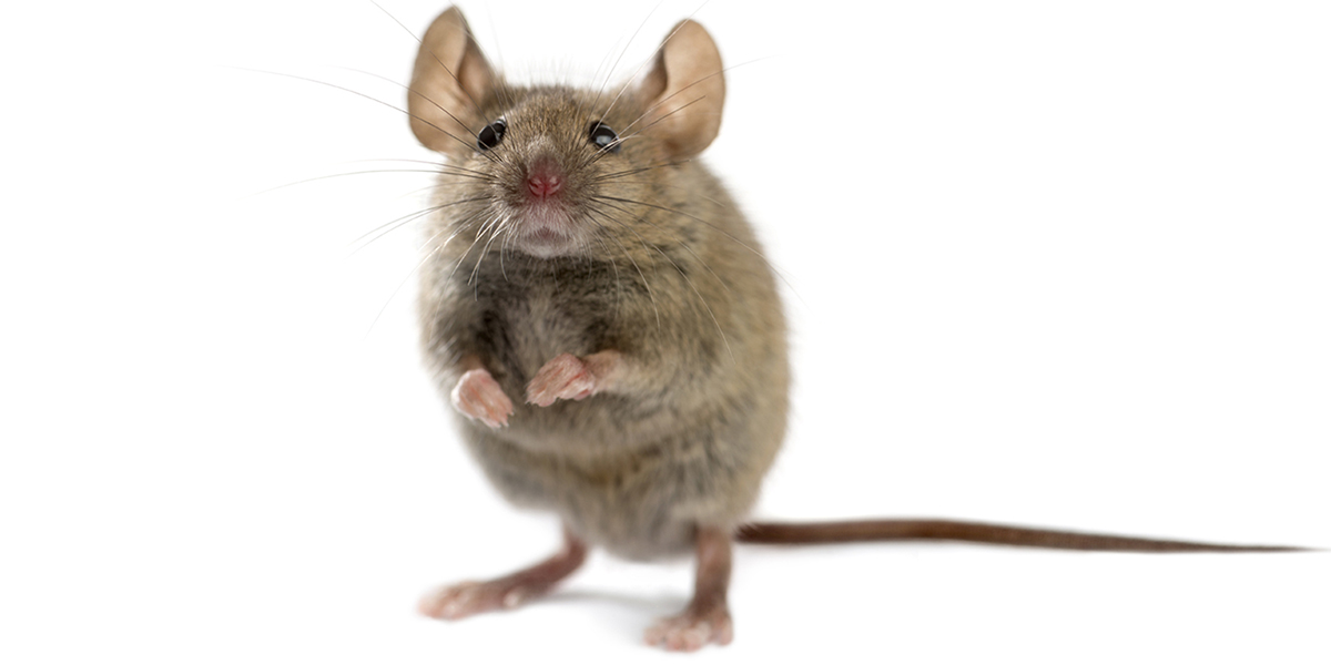 SCIblog - Mouse has gut feeling